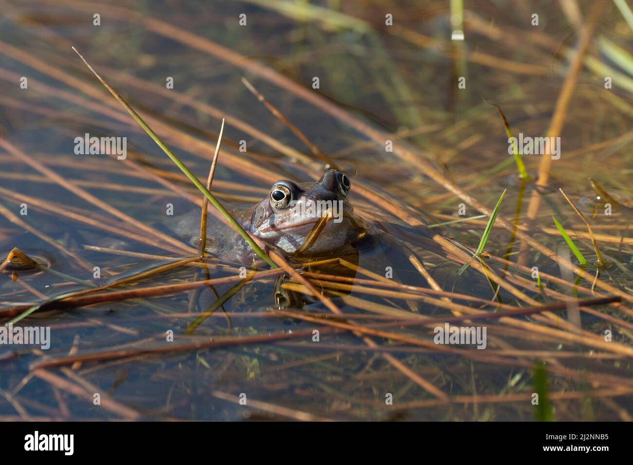 Frog common (Rana temporaria), in a mating pool in Spring, Dumfries and ...