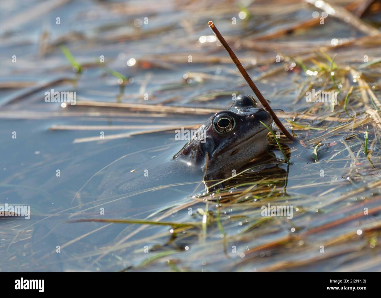 Frog common (Rana temporaria), in a mating pool in Spring, Dumfries and ...