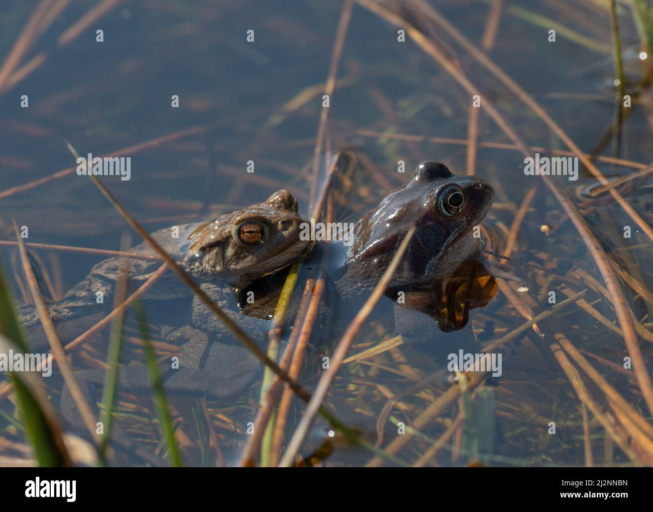 Scottish toads hi-res stock photography and images - Alamy