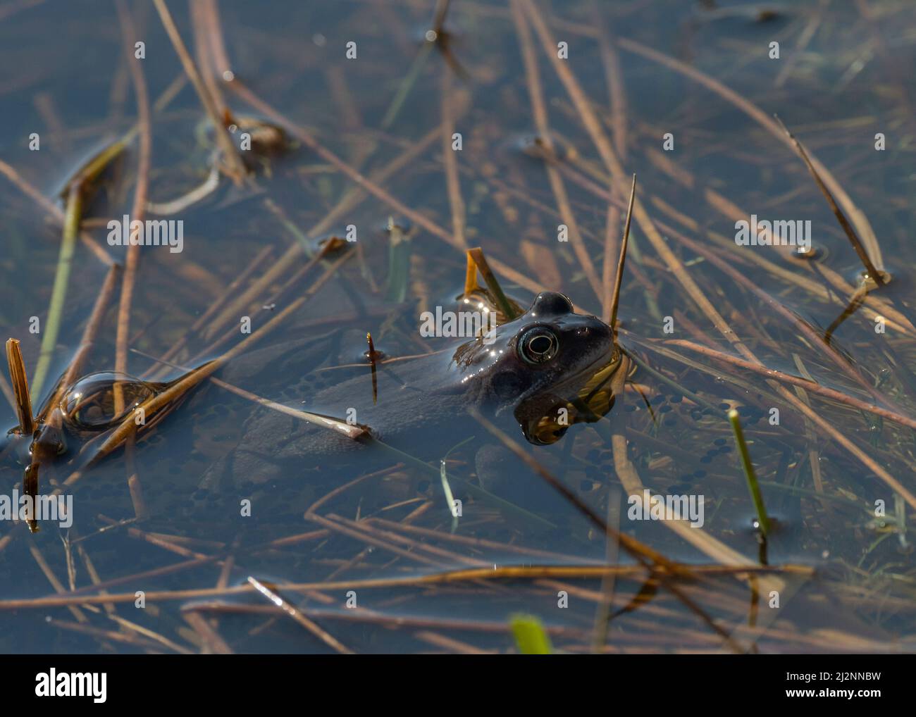 Frog common (Rana temporaria), in a mating pool in Spring, Dumfries and ...