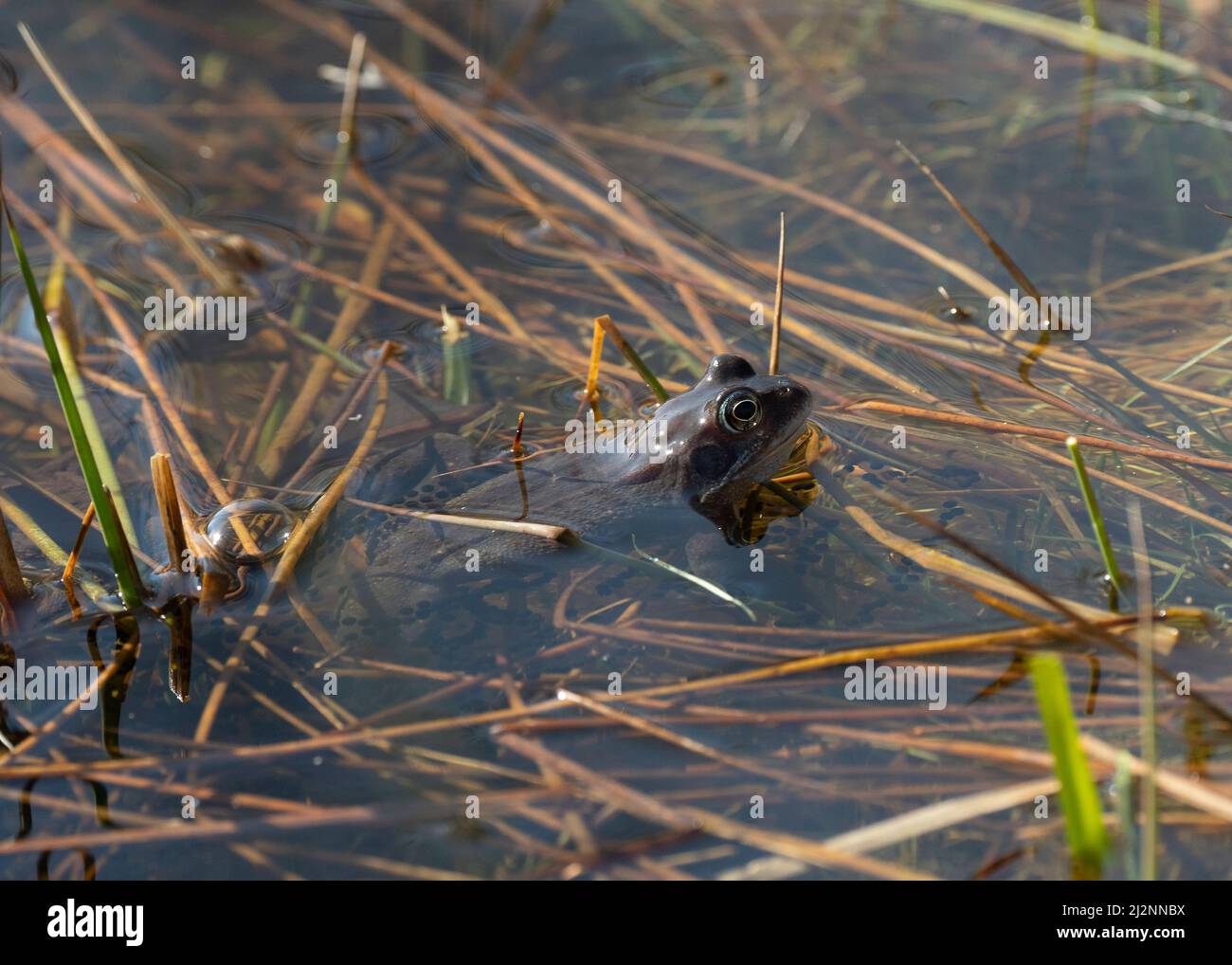 Frog common (Rana temporaria), in a mating pool in Spring, Dumfries and ...