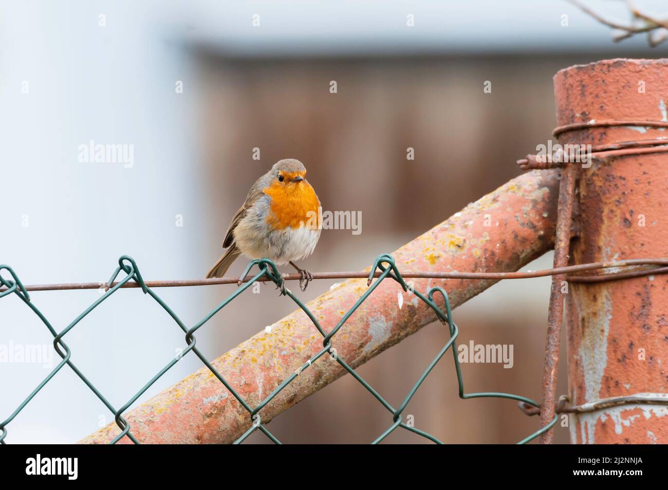 Bird on wire mesh hi-res stock photography and images - Alamy