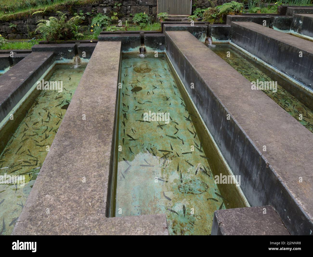 Tanks for rearing trout Ribeira Frio Aquaculture Station Madeira ...