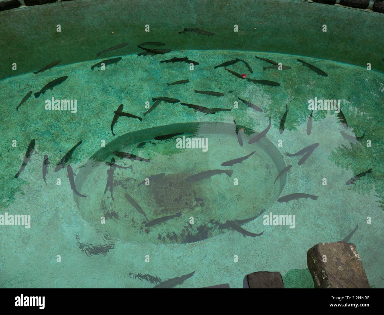 Tanks for rearing trout Ribeira Frio Aquaculture Station Madeira ...