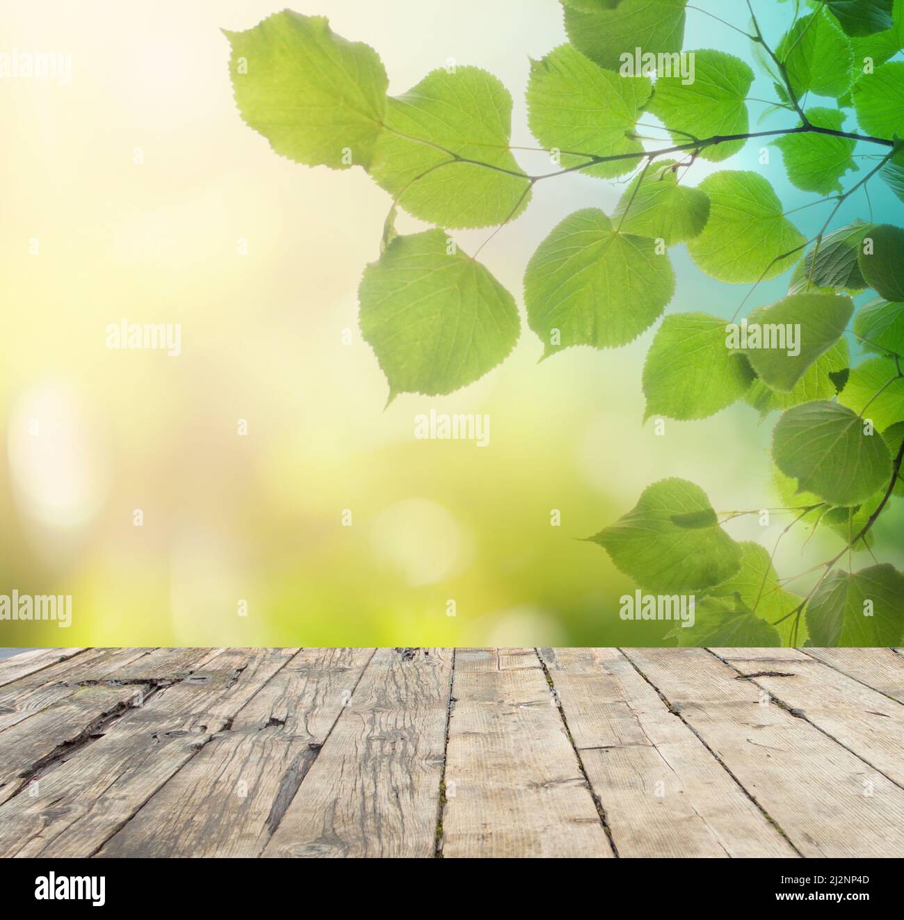 Spring linden trees. Beautiful sunlight in the spring forest with empty ...