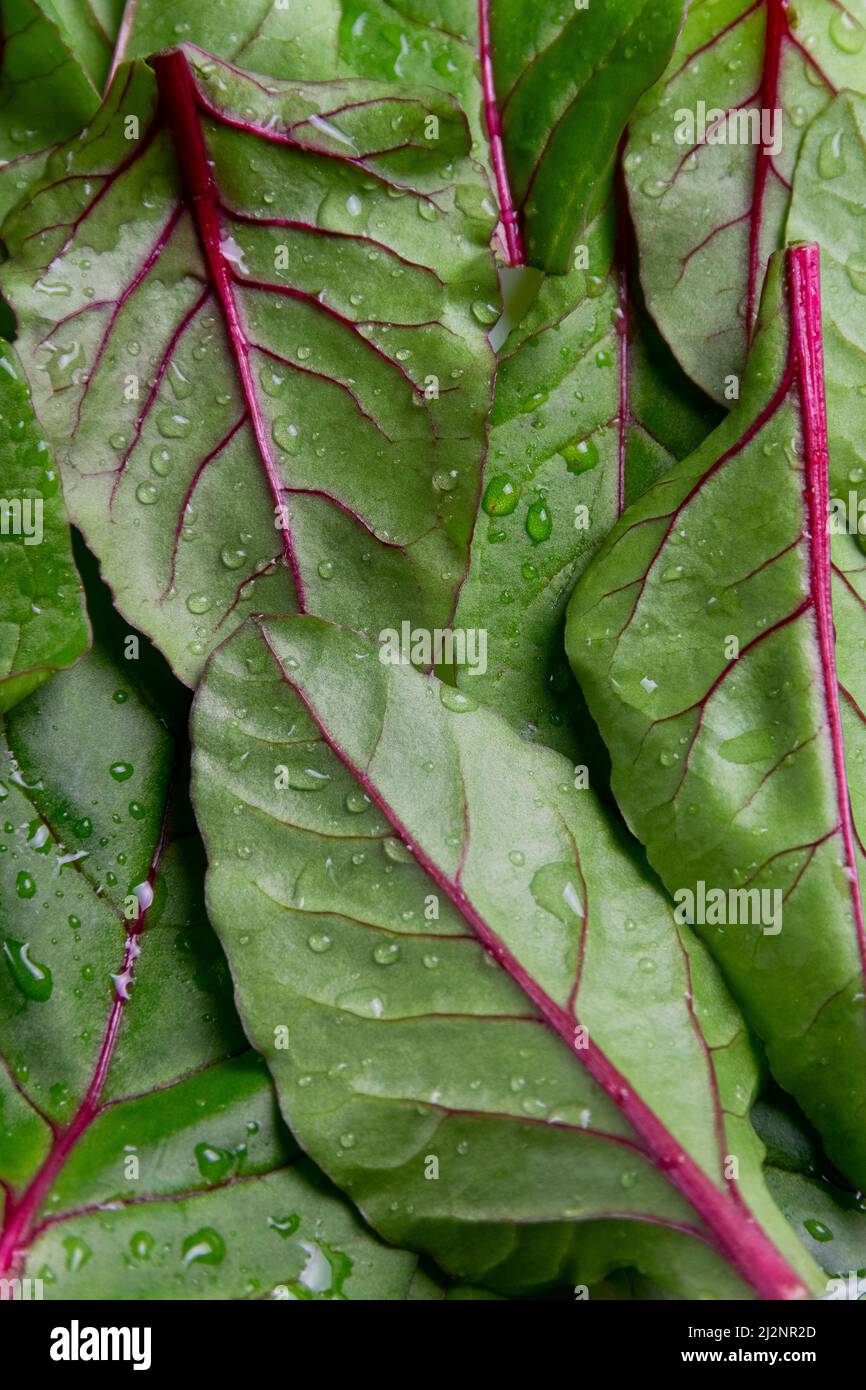 Food background, fresh green baby beetroot leaves Stock Photo - Alamy