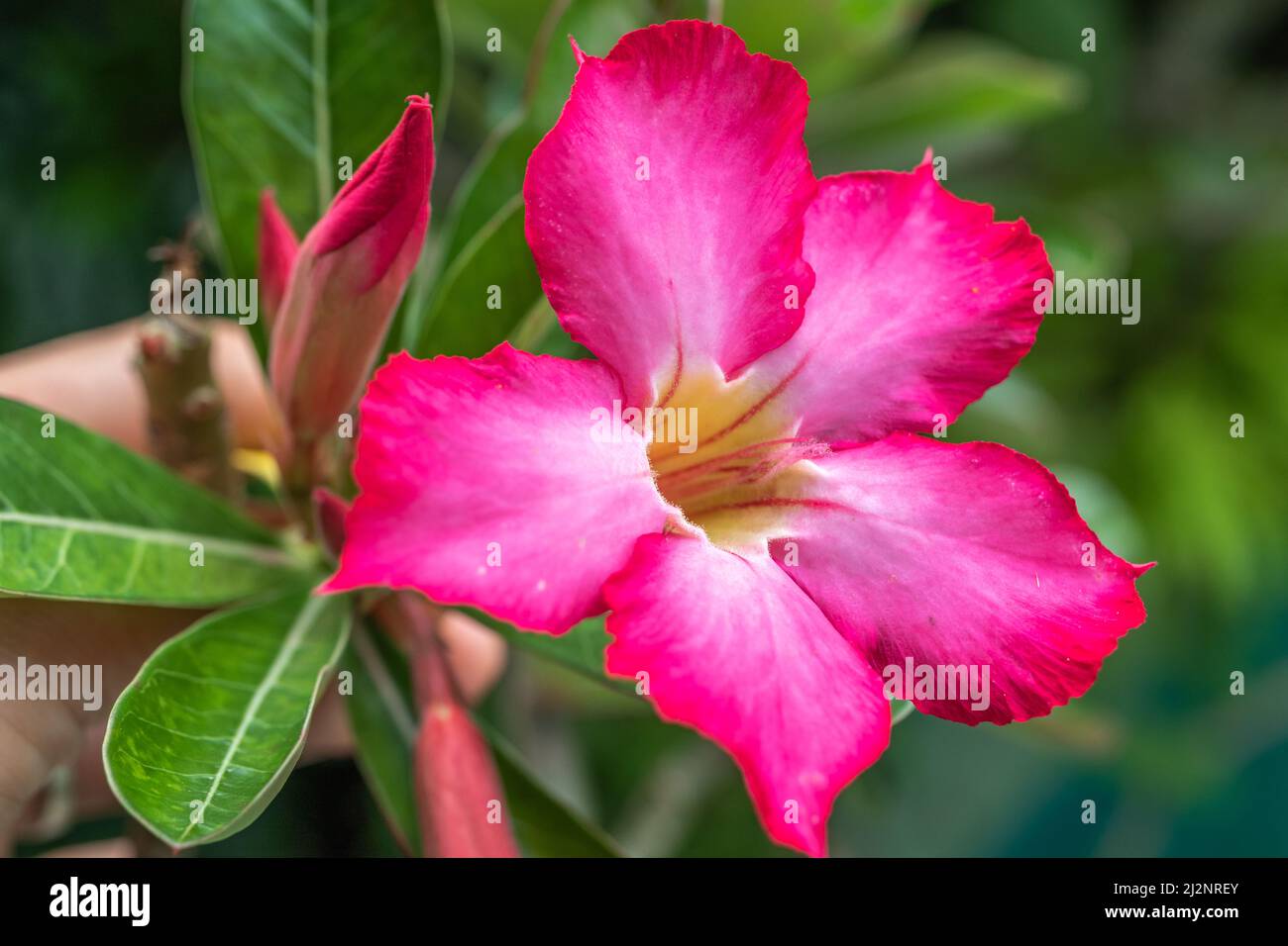 Balinese desert hi-res stock photography and images - Alamy