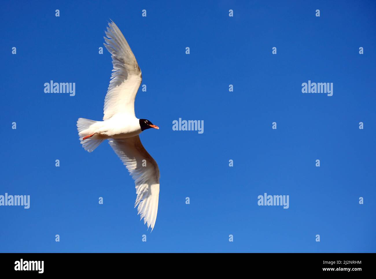 big black headed seagull with open wings flies high in the blue sky ...