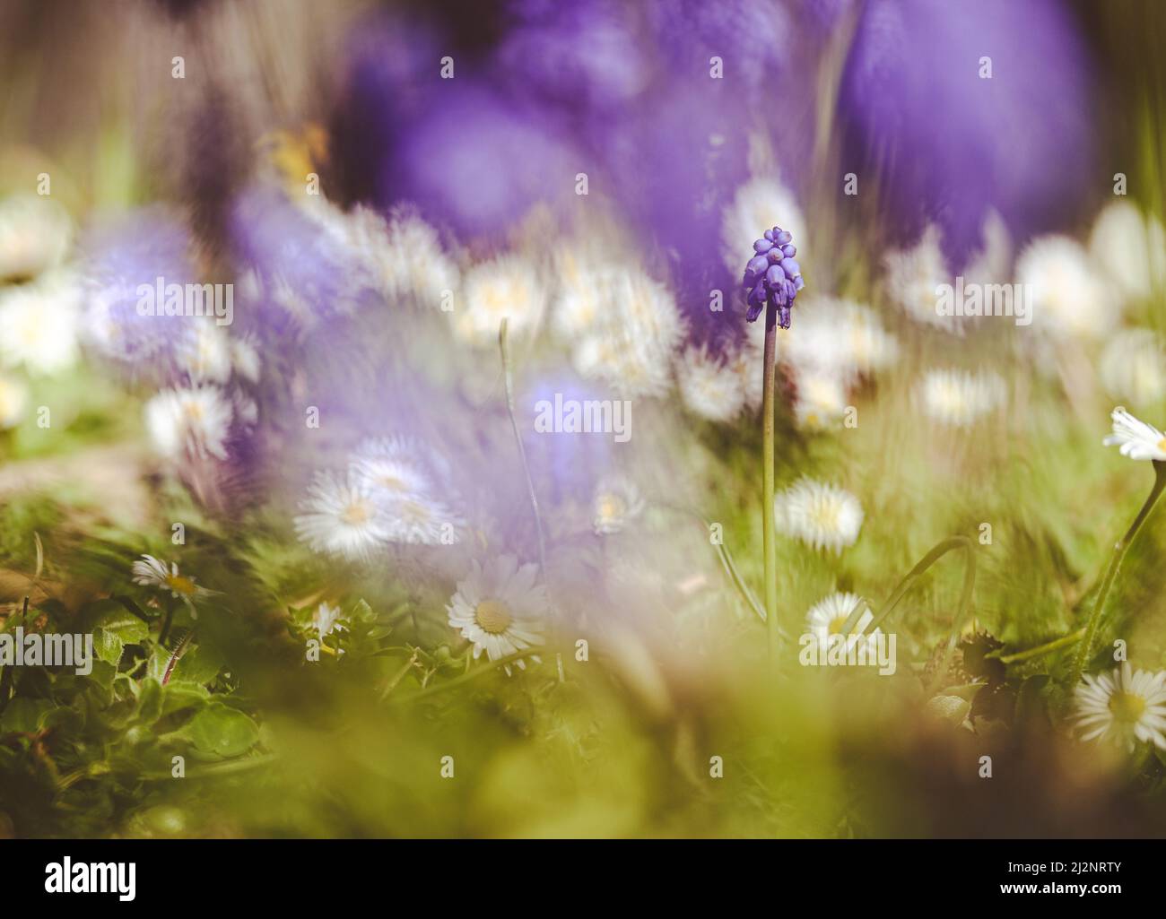 Muscari flower blossoming spring hi-res stock photography and images ...