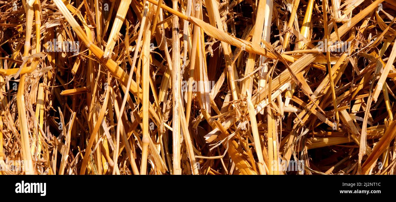 background of dried blades of grass straw and hay photographed with ...
