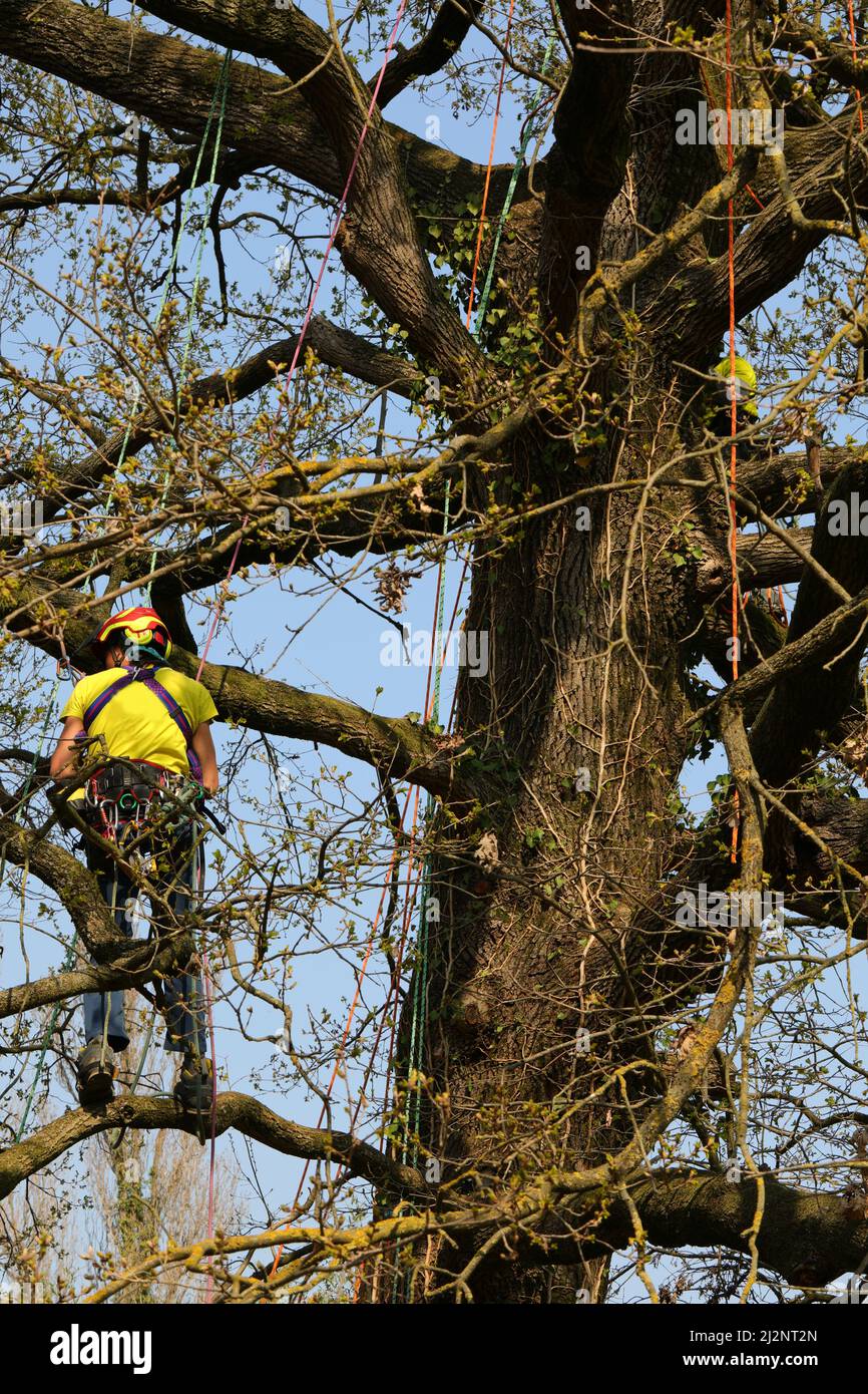 fearless acrobatic gardener in harness as he climbs high up the tree ...