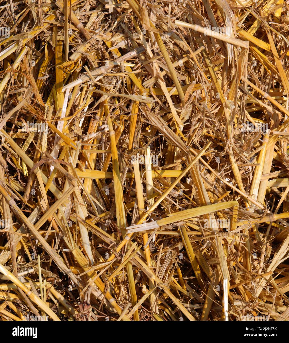 dry straw and hay ideal for the hay bath which is a treatment against ...