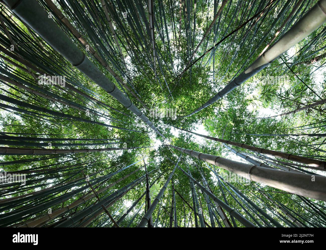 dense forest of tall bamboo canes viewed from below Stock Photo - Alamy