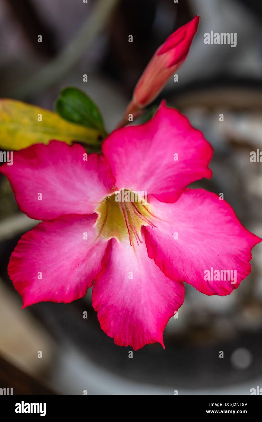 Balinese desert hi-res stock photography and images - Alamy