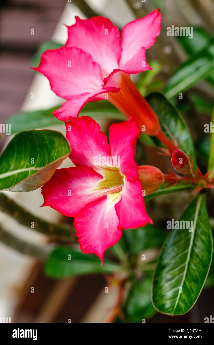 Blooming pink Adenium Obesum or Desert Rose. Bali, Indonesia Stock ...