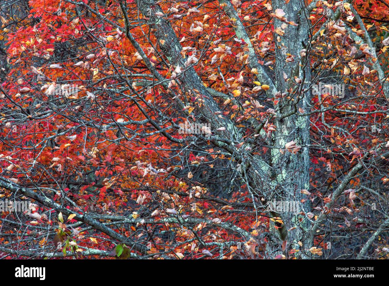 A red maple, Acre rubrum, in autumn in the Varden Conservation Area ...