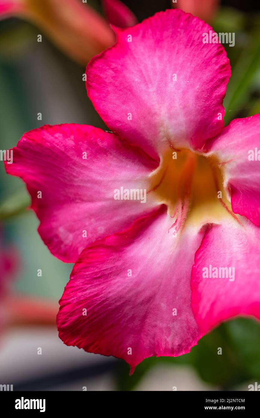 Blooming pink Adenium Obesum or Desert Rose. Bali, Indonesia Stock ...