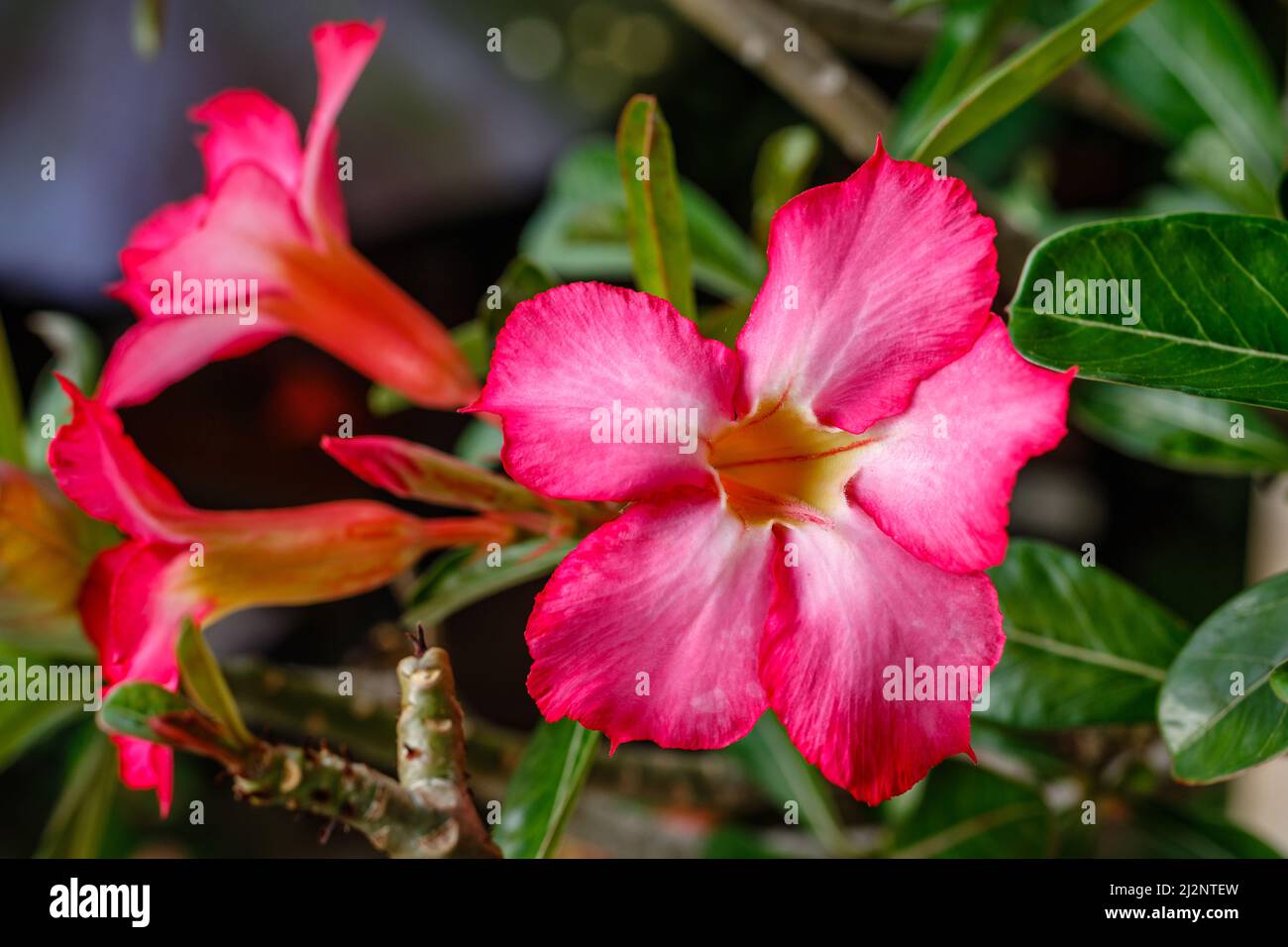 Blooming pink Adenium Obesum or Desert Rose. Bali, Indonesia Stock ...