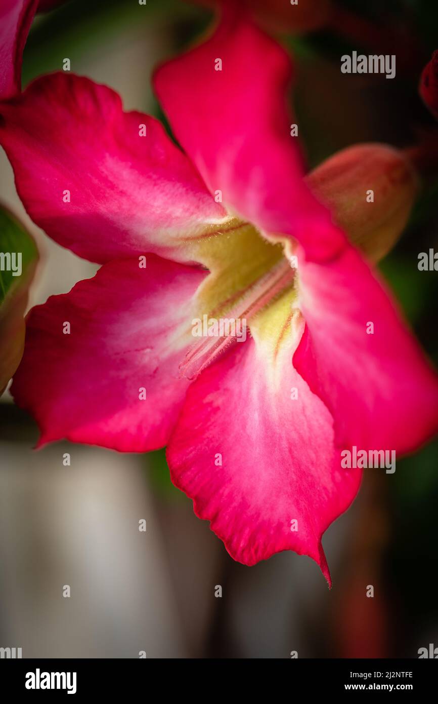 Balinese desert hi-res stock photography and images - Alamy