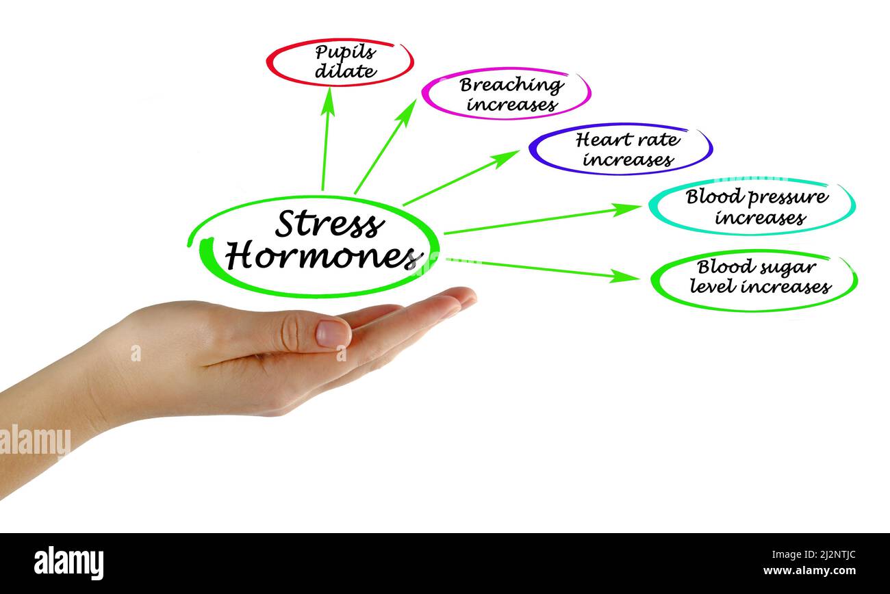 Five actions of stress hormones Stock Photo - Alamy