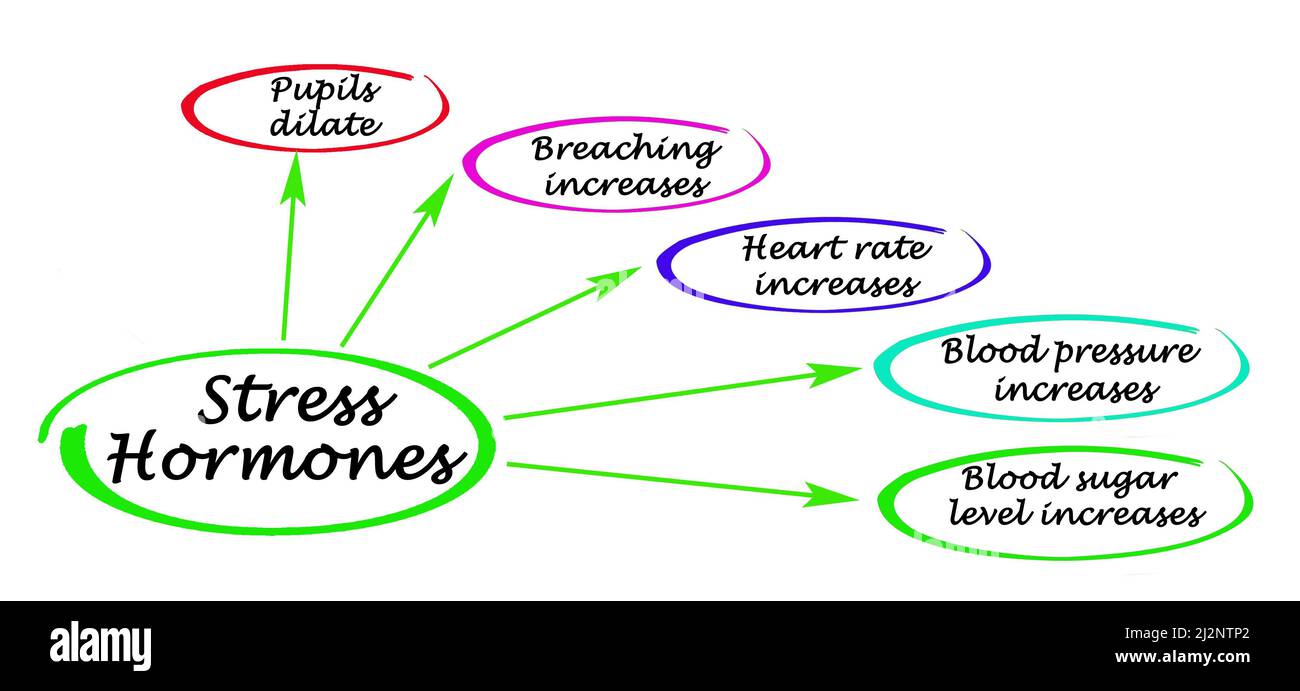 Five actions of stress hormones Stock Photo - Alamy