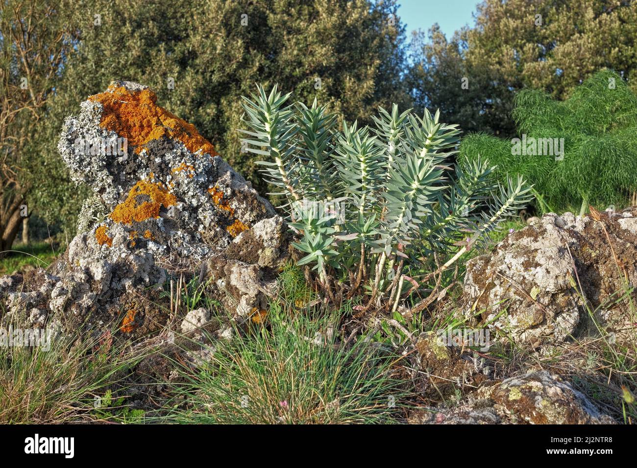 ancient cold lava rocks encrusted with lichens and Euphorbia Caracia in ...