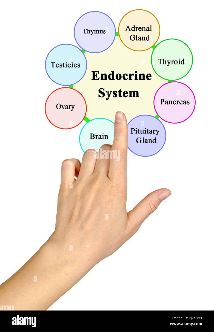 Presenting Components of Endocrine System Stock Photo - Alamy