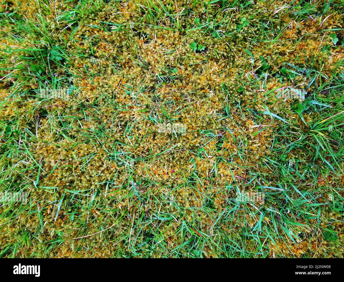 This image of a moss covered lawn would make a great background rather ...