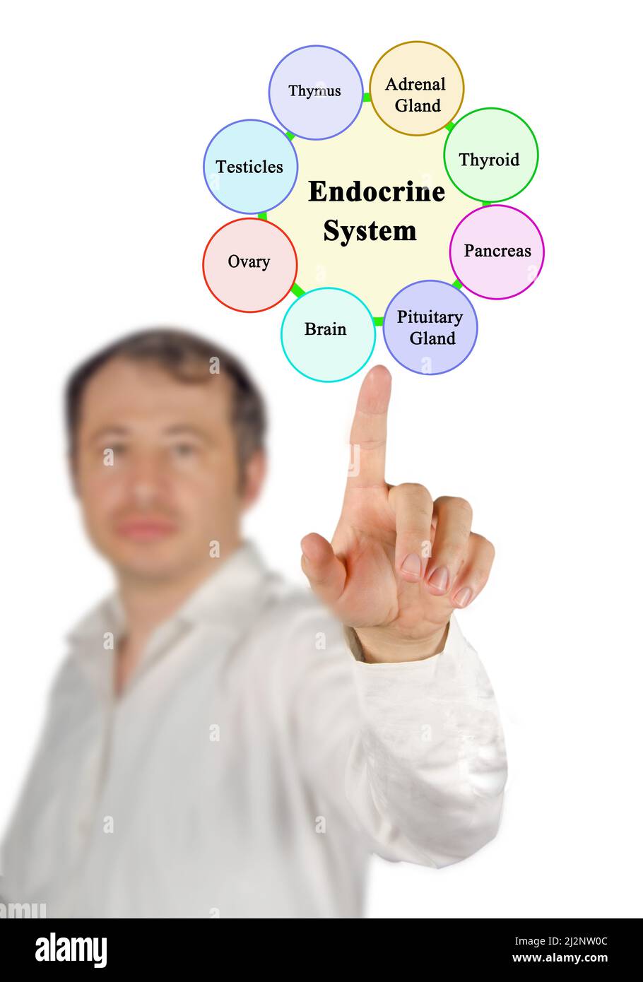 Endocrine system hi-res stock photography and images - Alamy