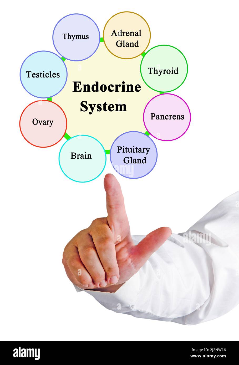Endocrine system hi-res stock photography and images - Alamy