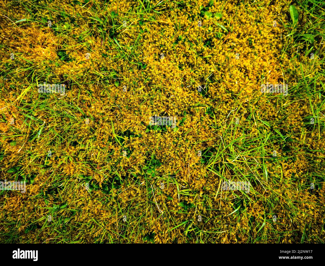 This image of a moss covered lawn would make a great background rather ...