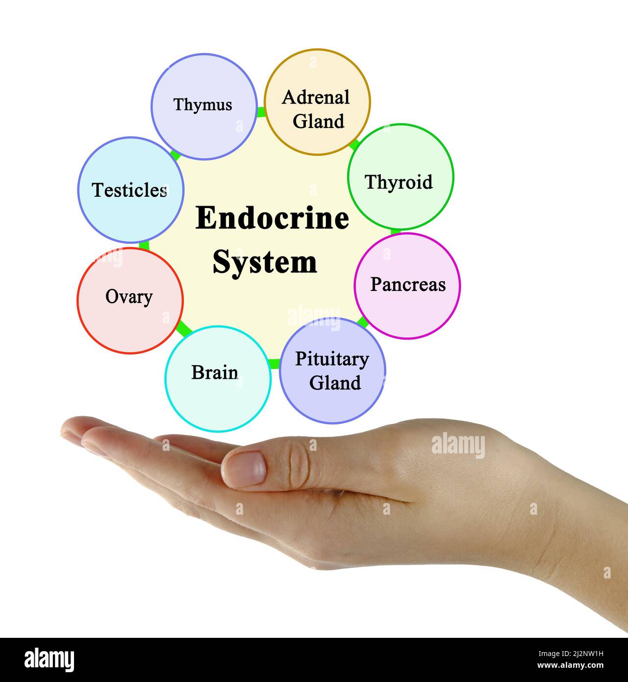 Presenting Components of Endocrine System Stock Photo - Alamy