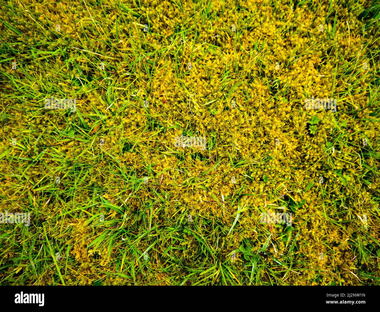 This image of a moss covered lawn would make a great background rather ...