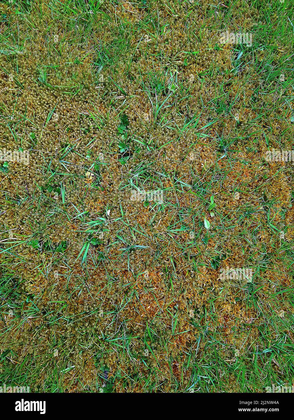 This image of a moss covered lawn would make a great background rather ...