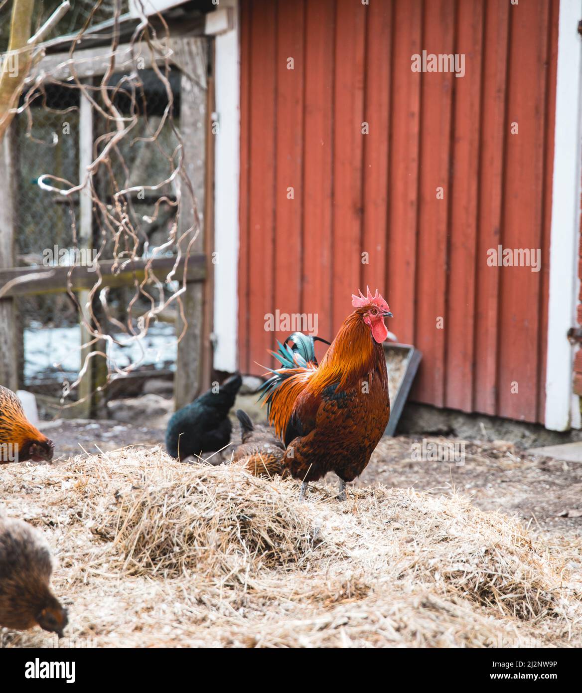 A rooster on a hill with his chickens Stock Photo - Alamy
