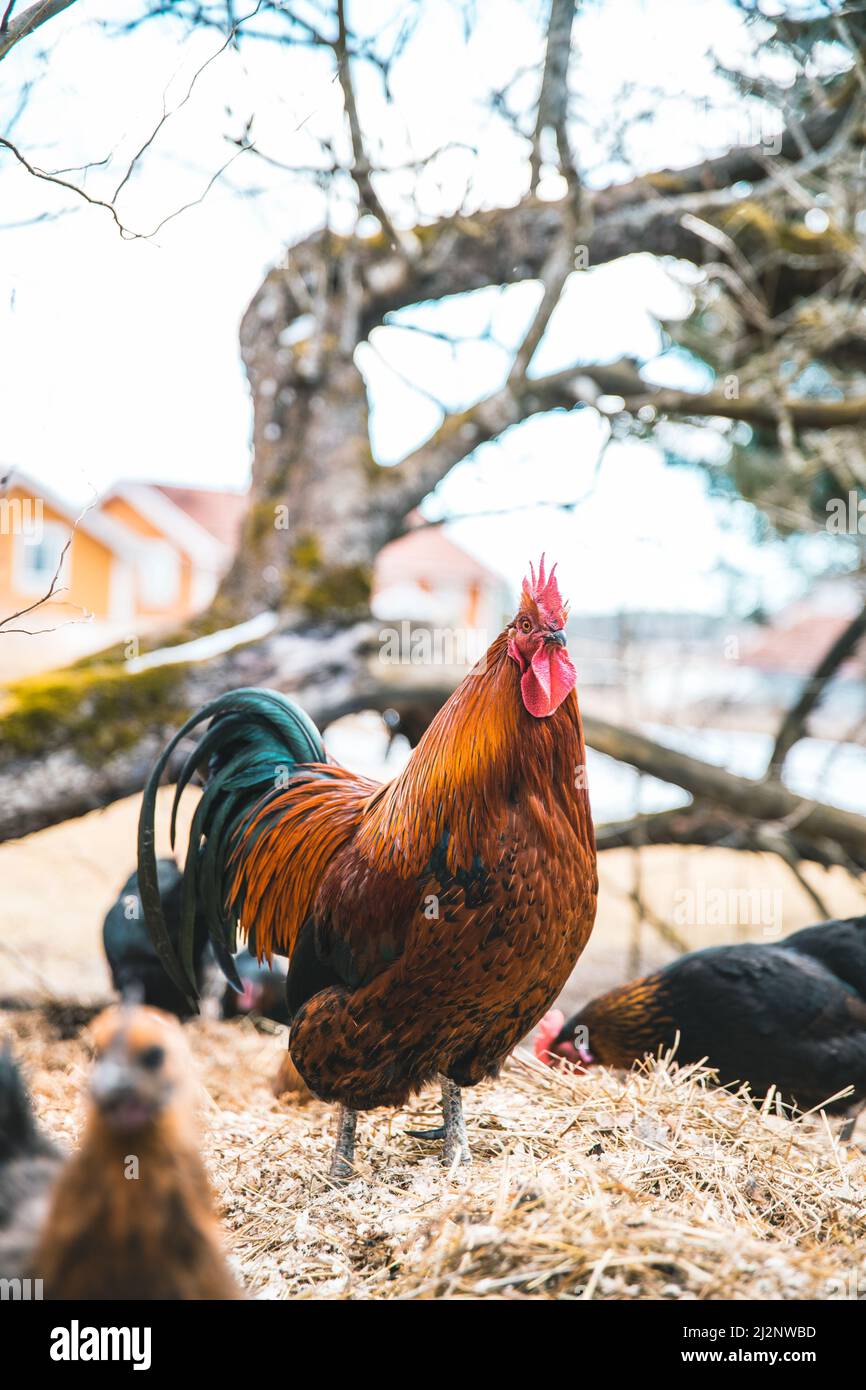 A rooster on a hill with his chickens Stock Photo - Alamy