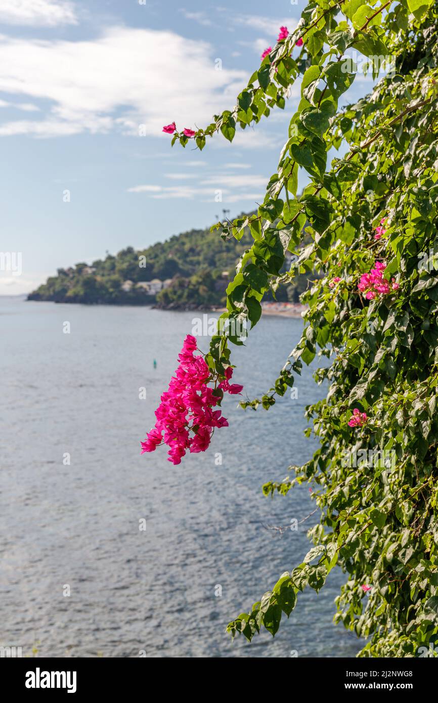 Views of Amed - ocean, blooming bougainvillea. Karangasem Regency, Bali ...