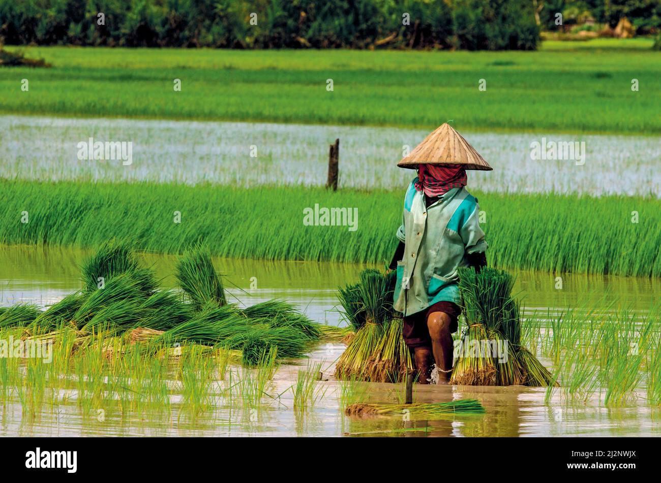 Cambodian woman planting the rice fields, Kampong Thom Province ...
