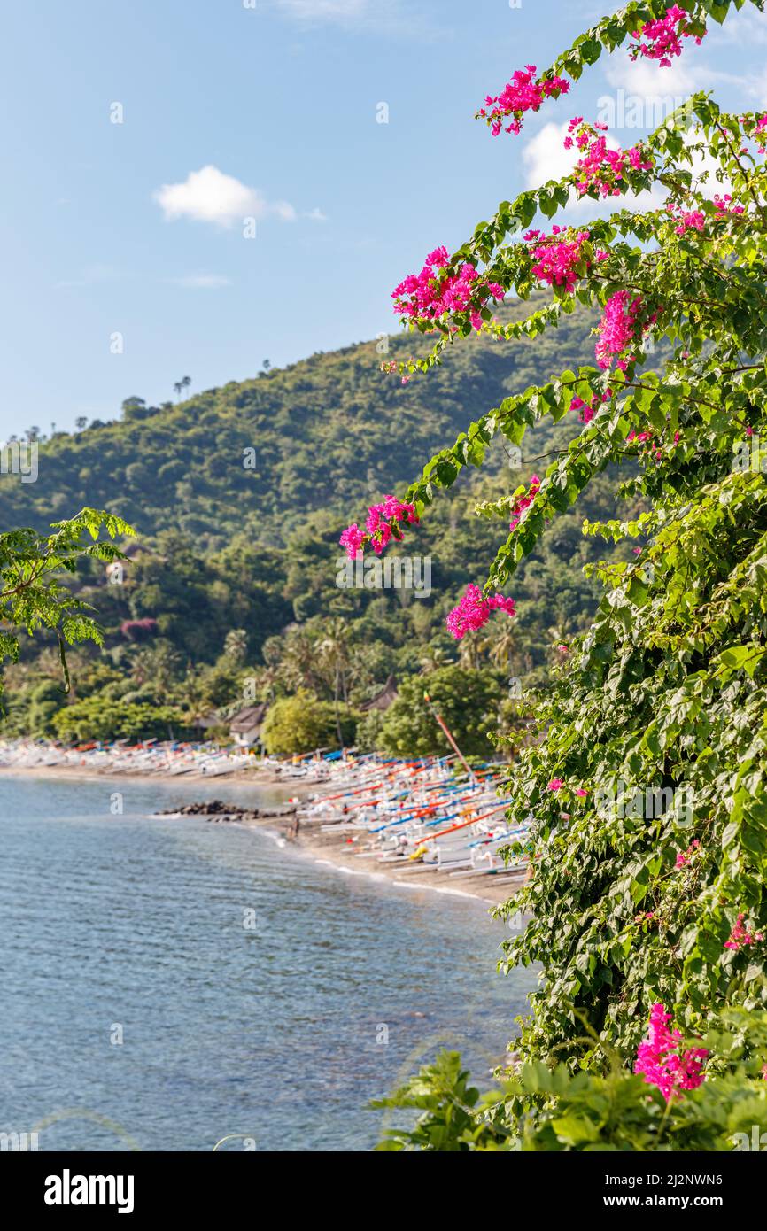 Views of Amed - ocean, blooming bougainvillea. Karangasem Regency, Bali ...