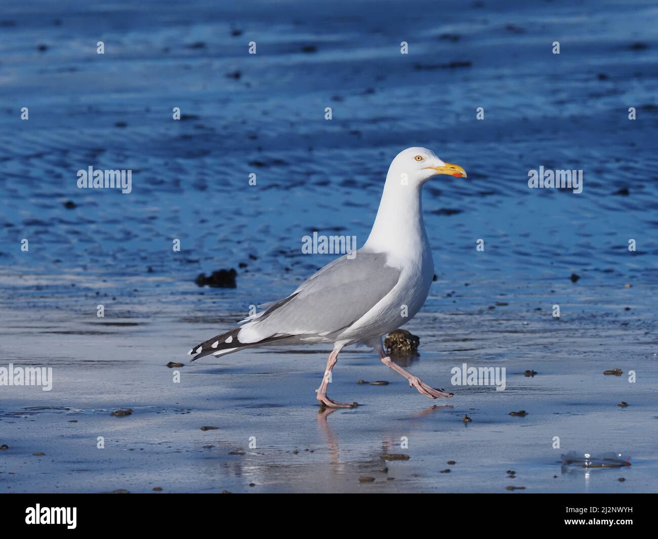 Adult herring gull with white and grey plumage and a sub adult with a ...