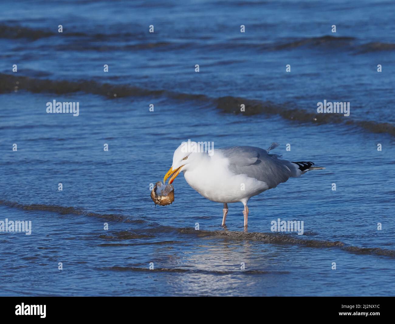 Grey and pink plumage hi-res stock photography and images - Alamy