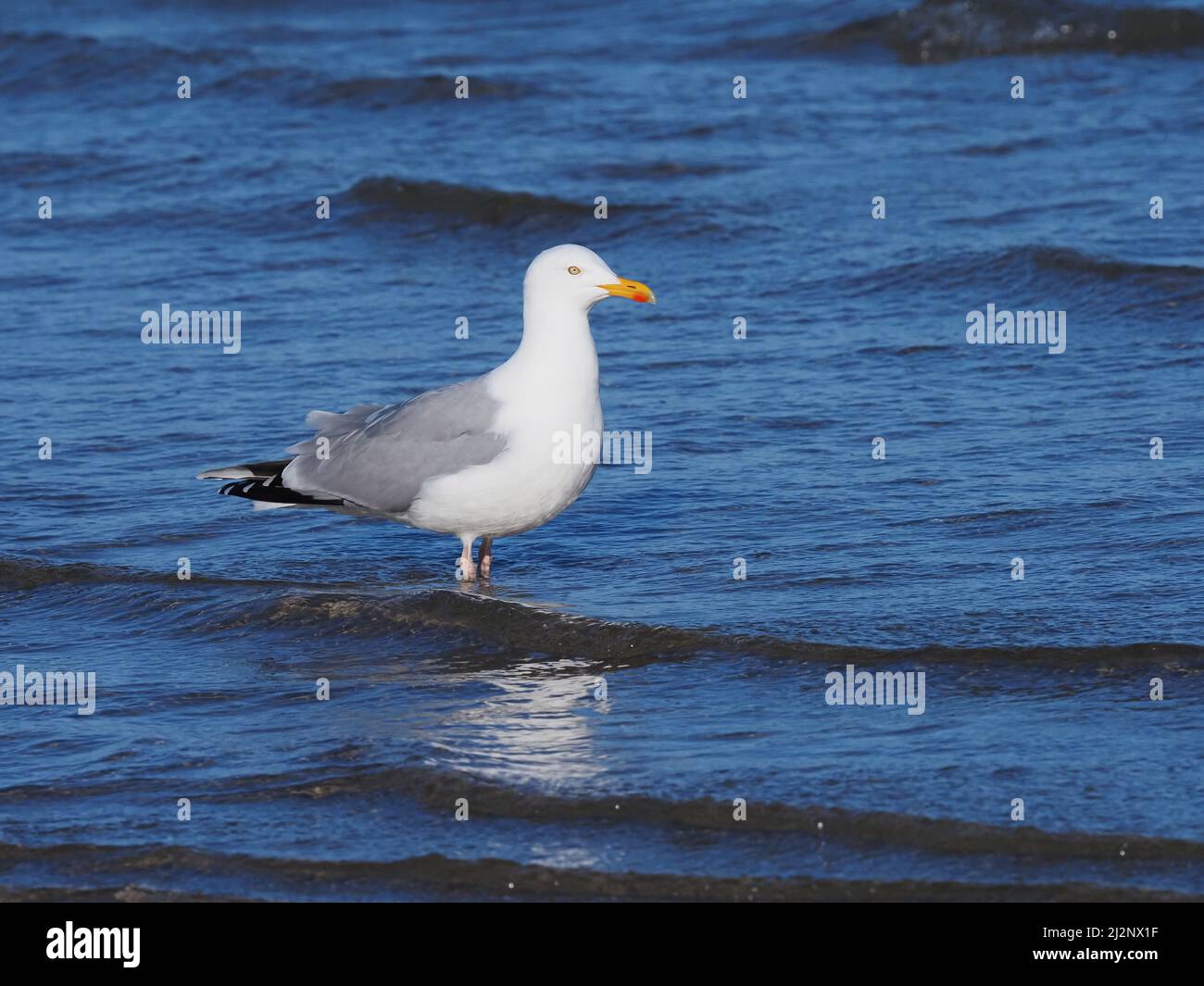 Grey and pink plumage hi-res stock photography and images - Alamy