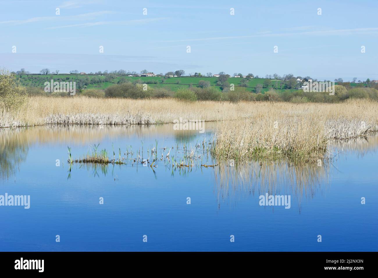 Reeds and landscape, Westhay National Nature Reserve, Somerset Stock ...