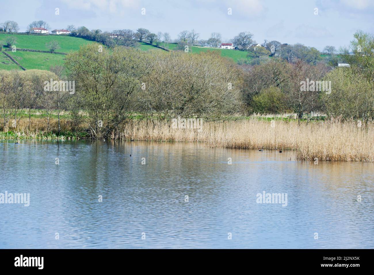 Reeds and landscape, Westhay National Nature Reserve, Somerset Stock ...