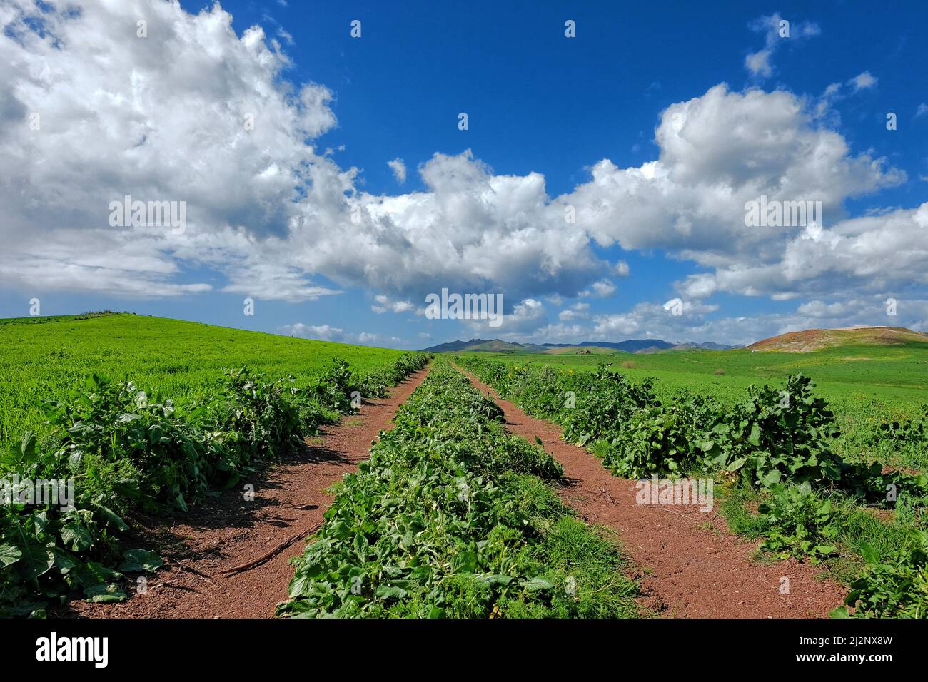 Country road through grassy hi-res stock photography and images - Alamy