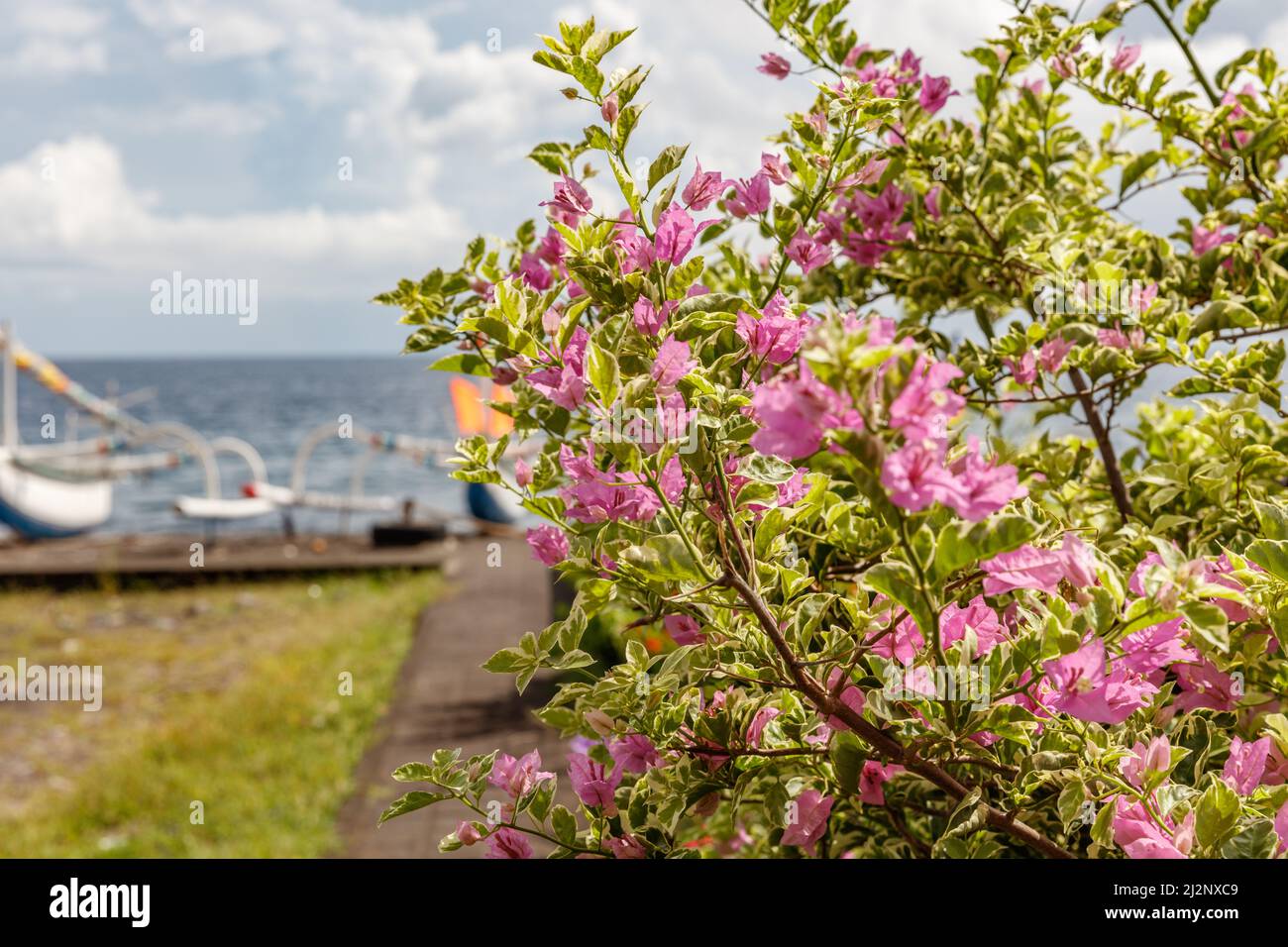 Views of Amed - ocean, blooming bougainvillea. Karangasem Regency, Bali ...