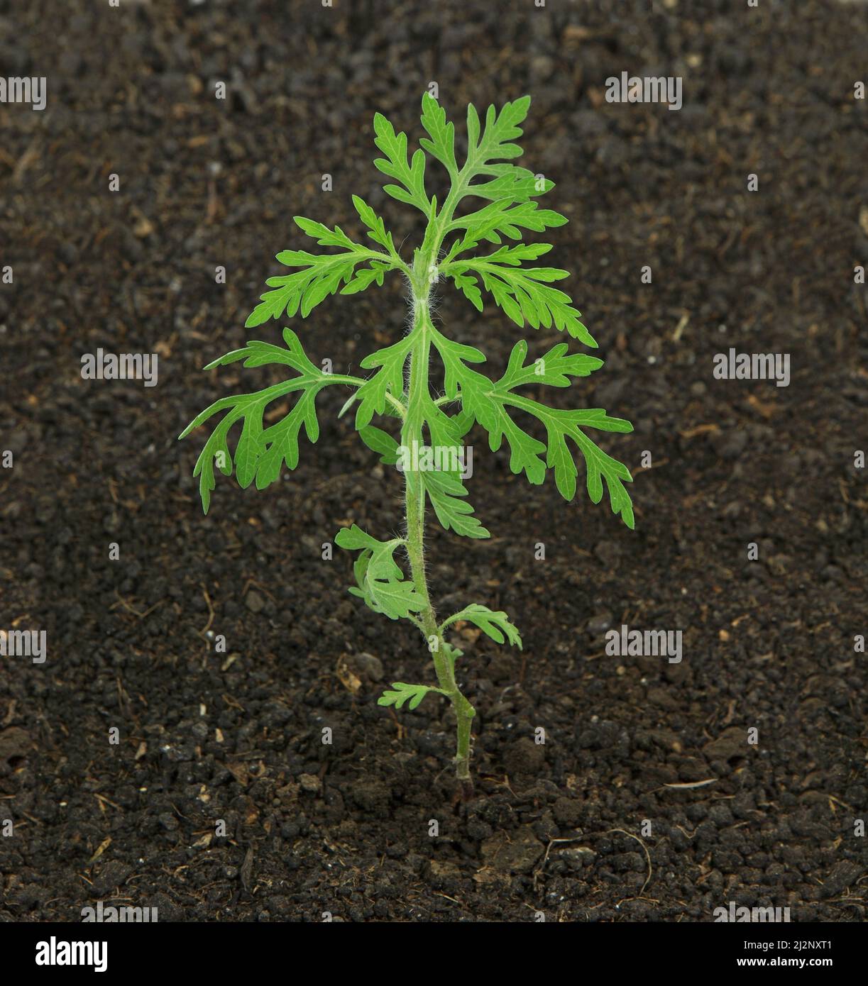 Young ragweed plant in soil, Ambrosia artemisiifolia Stock Photo - Alamy