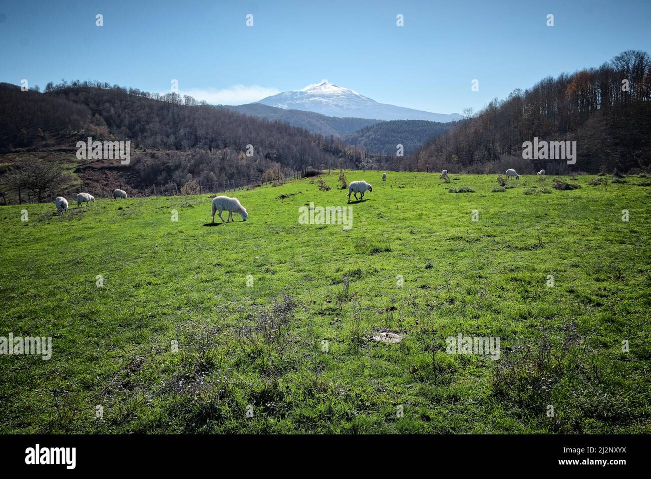 rural landscape with sheep flock and Etna Volcano from Argimusco ...