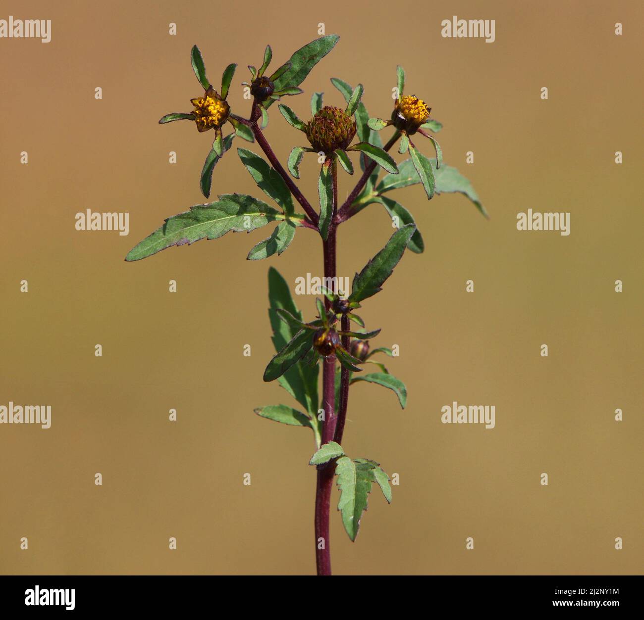 Devil's beggarticks blooming plant with yellow flowers, Bidens frondosa ...