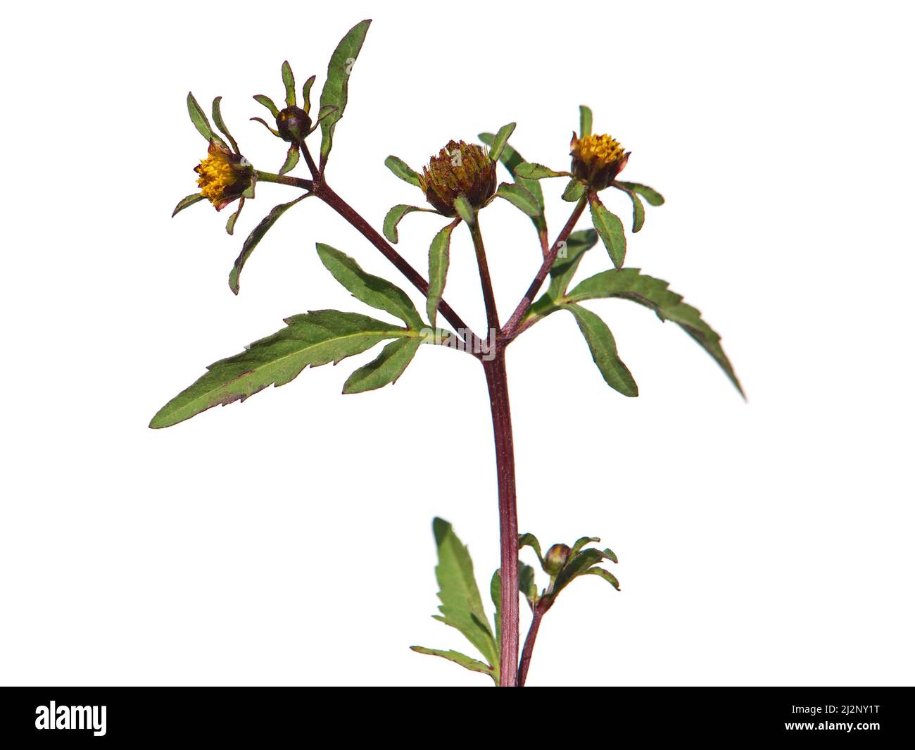 Devil's beggarticks flower isolated on white, Bidens frondosa Stock ...
